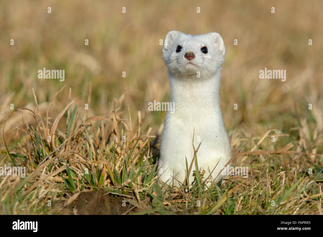Stoat (Mustela erminea) in winter coat, looking out of burrow, curious ...