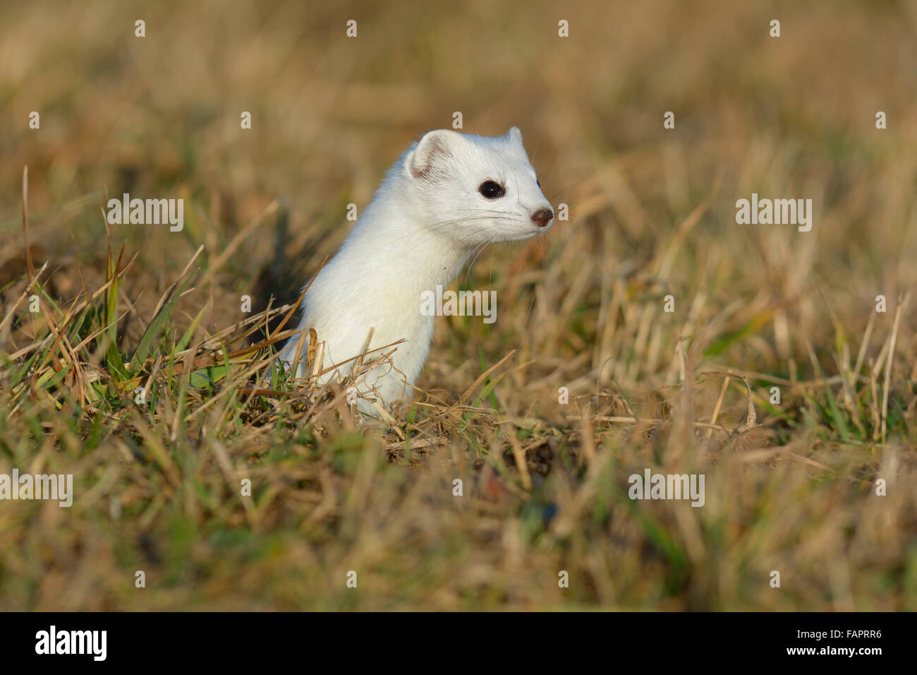 Stoat (Mustela erminea) in winter coat, looking out of burrow, curious ...