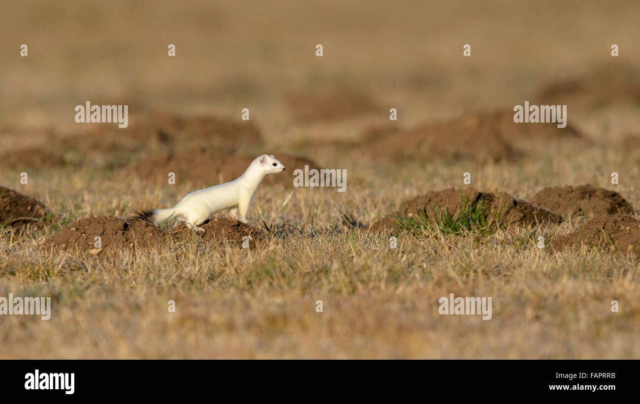 Arvicola terrestris vole earth hi-res stock photography and images - Alamy