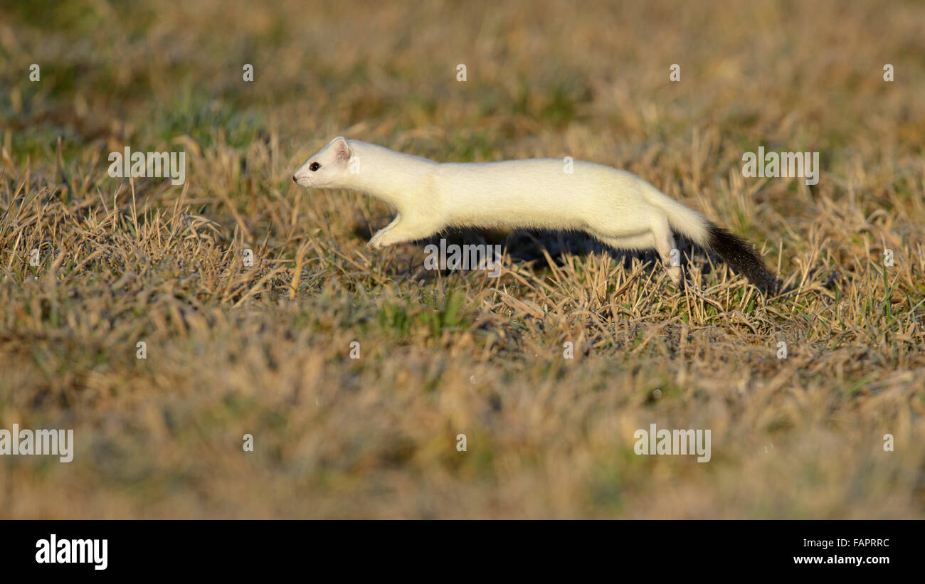 Stoat (Mustela erminea) in winter coat, jumping, hunting, Swabian Jura ...