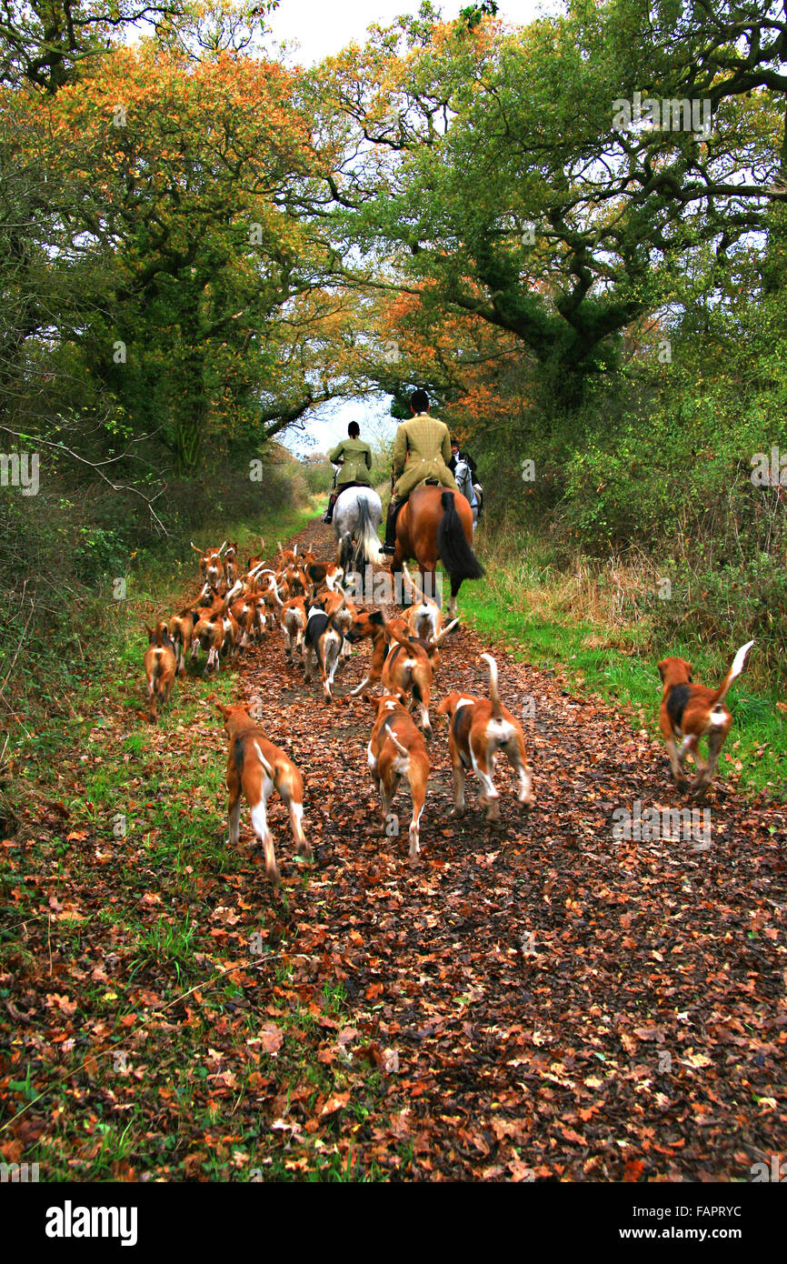 Autumn scene horse and hounds hi-res stock photography and images - Alamy