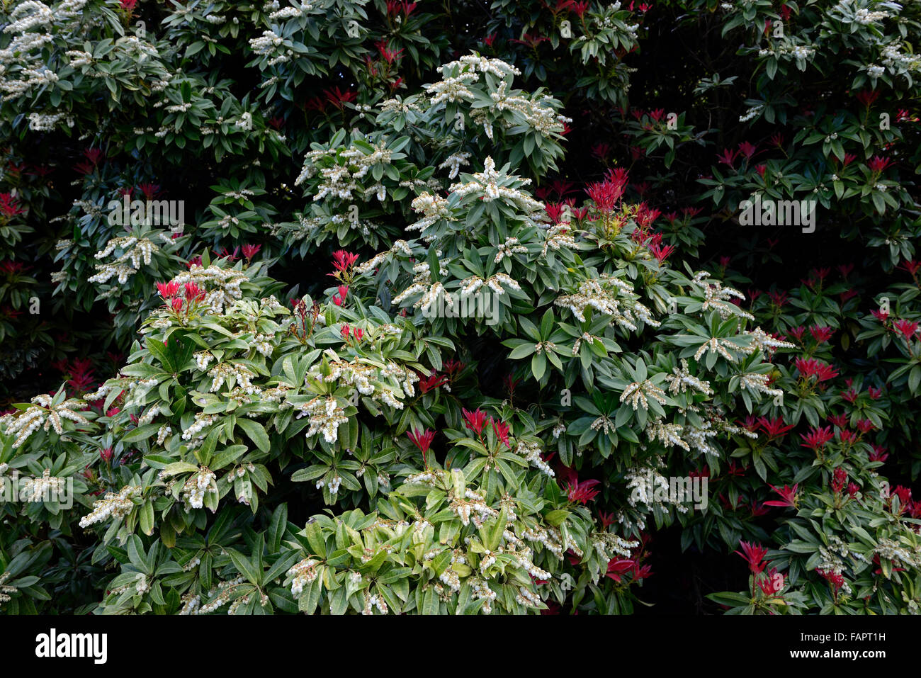 pieris formosa var forrestii spring growth white flowers red leaves ...