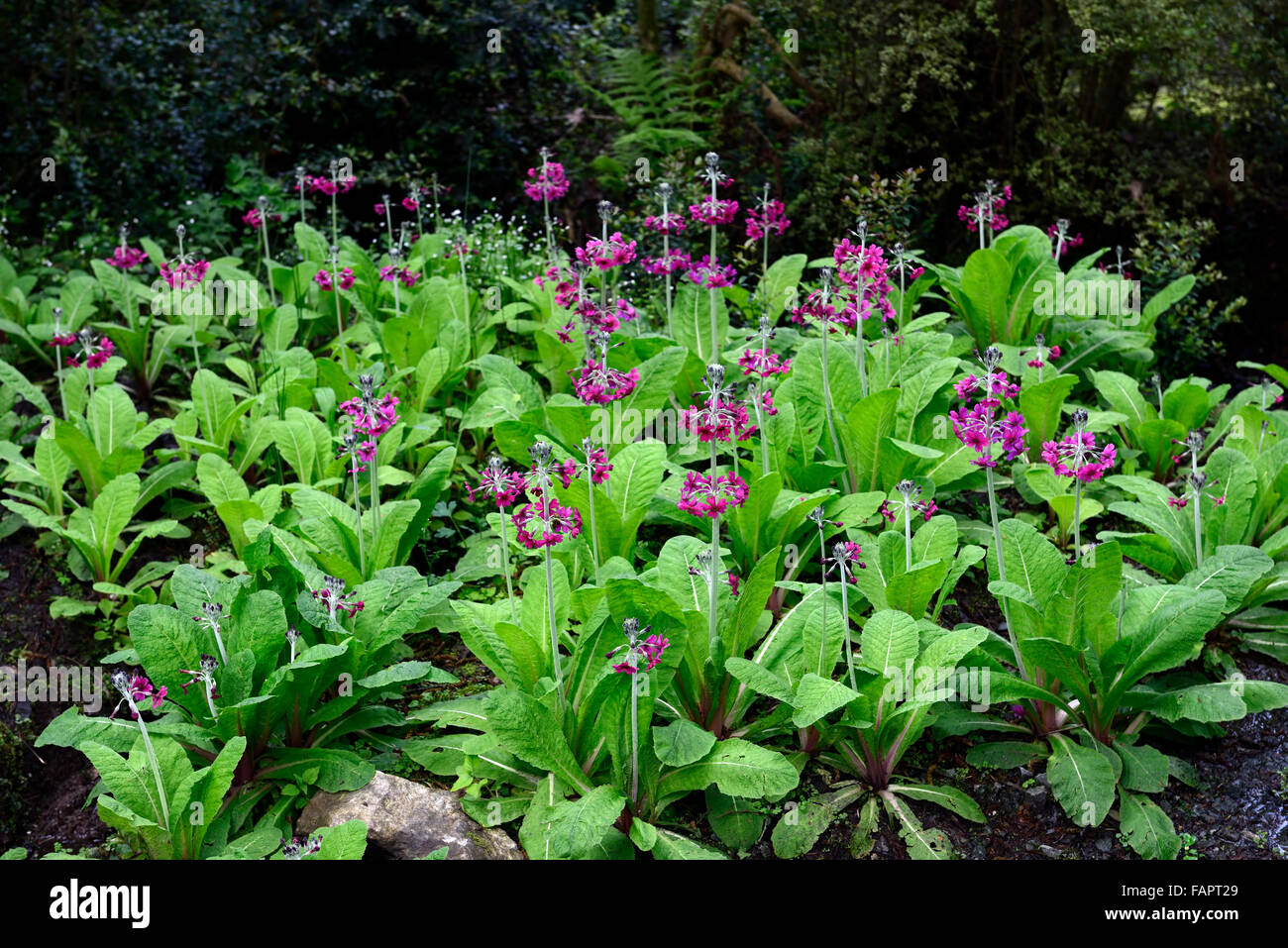primula beesiana purple red flowers flower flowering candelabra ...