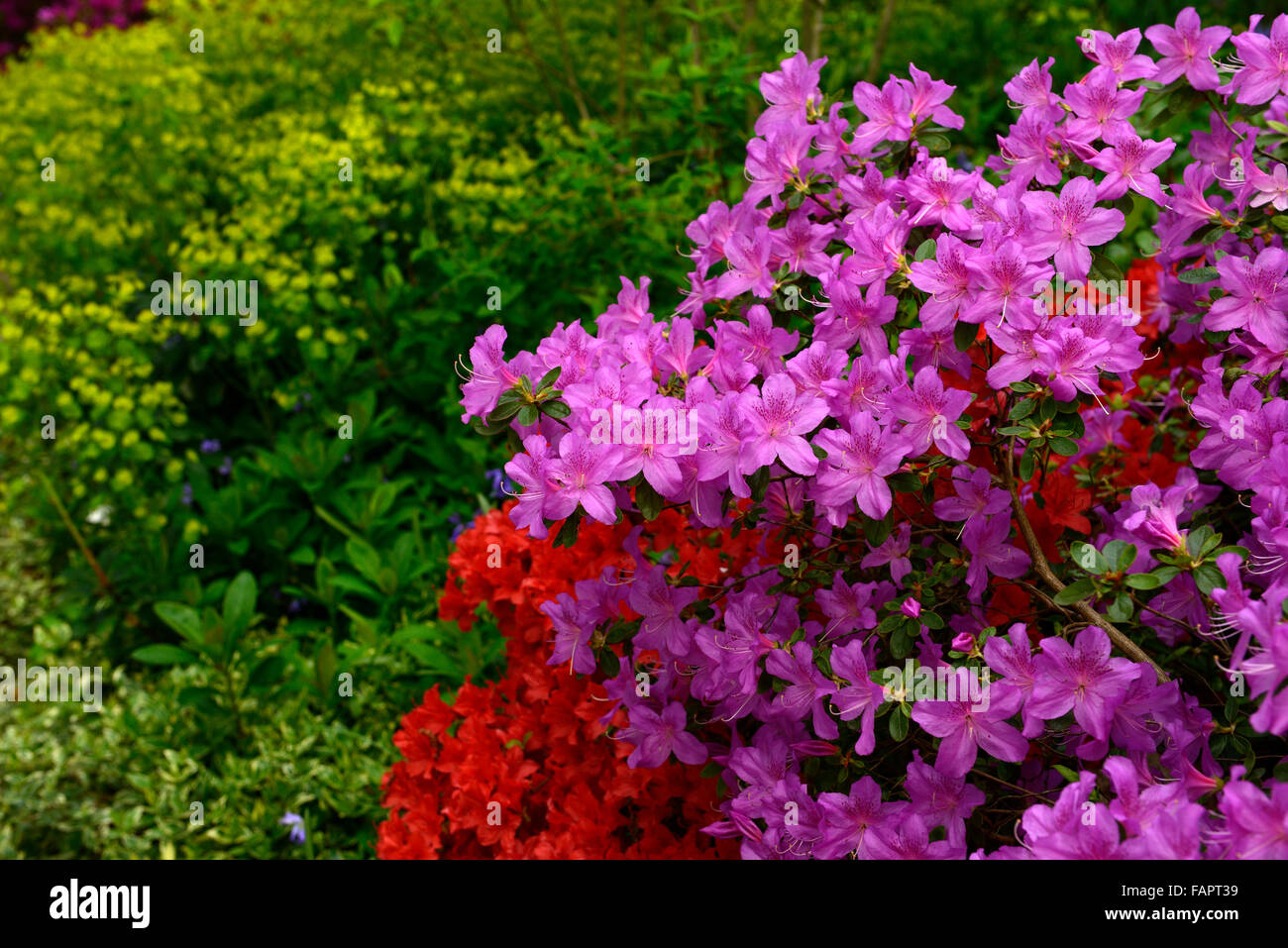 purple red azaleas azalea flower flowers shrub shrubs spring flowering ...