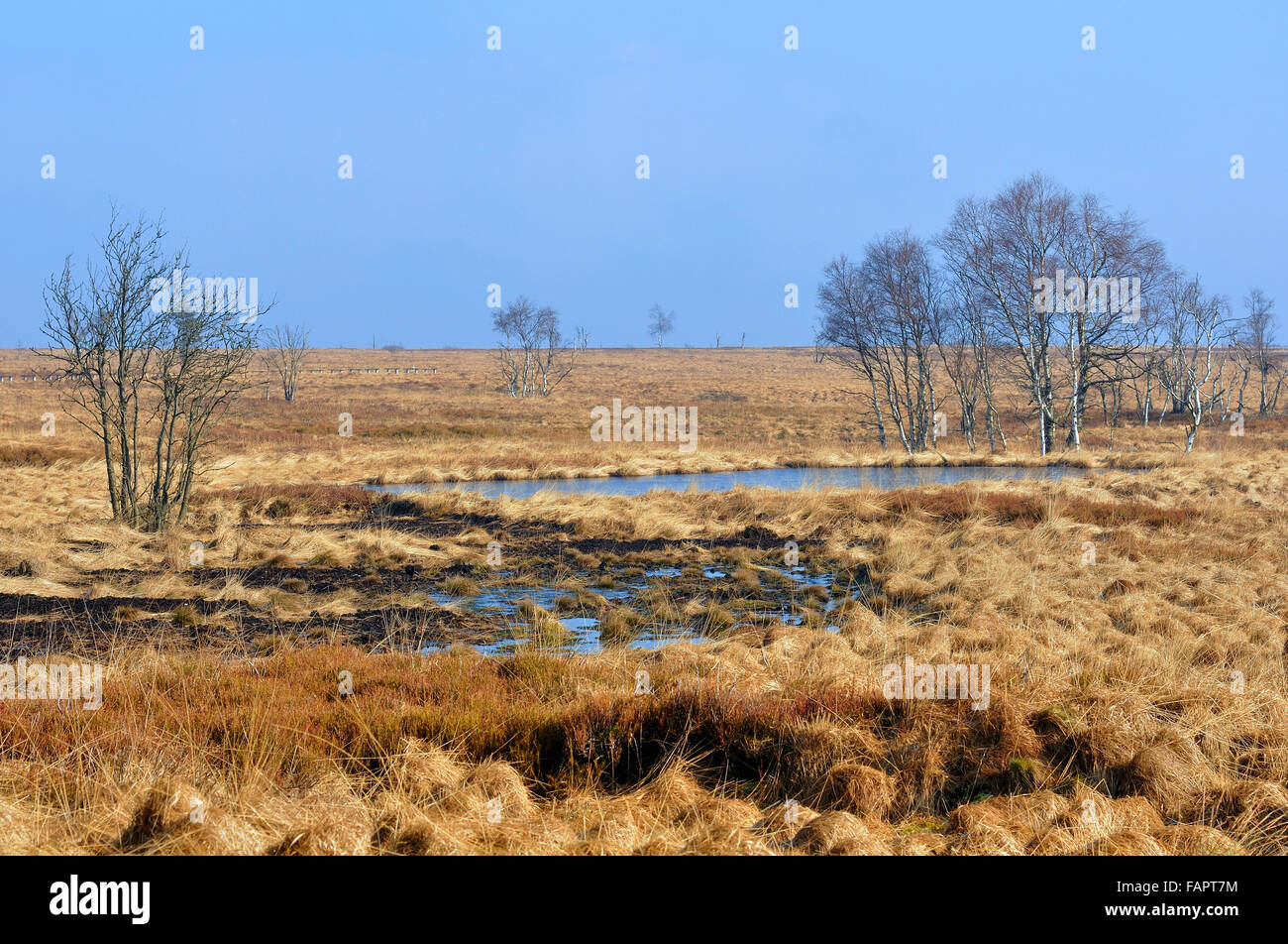 View across High Fenns, largest upland moor in Europe, German-Belgian ...