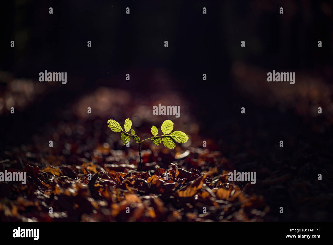 Green plant hi-res stock photography and images - Alamy