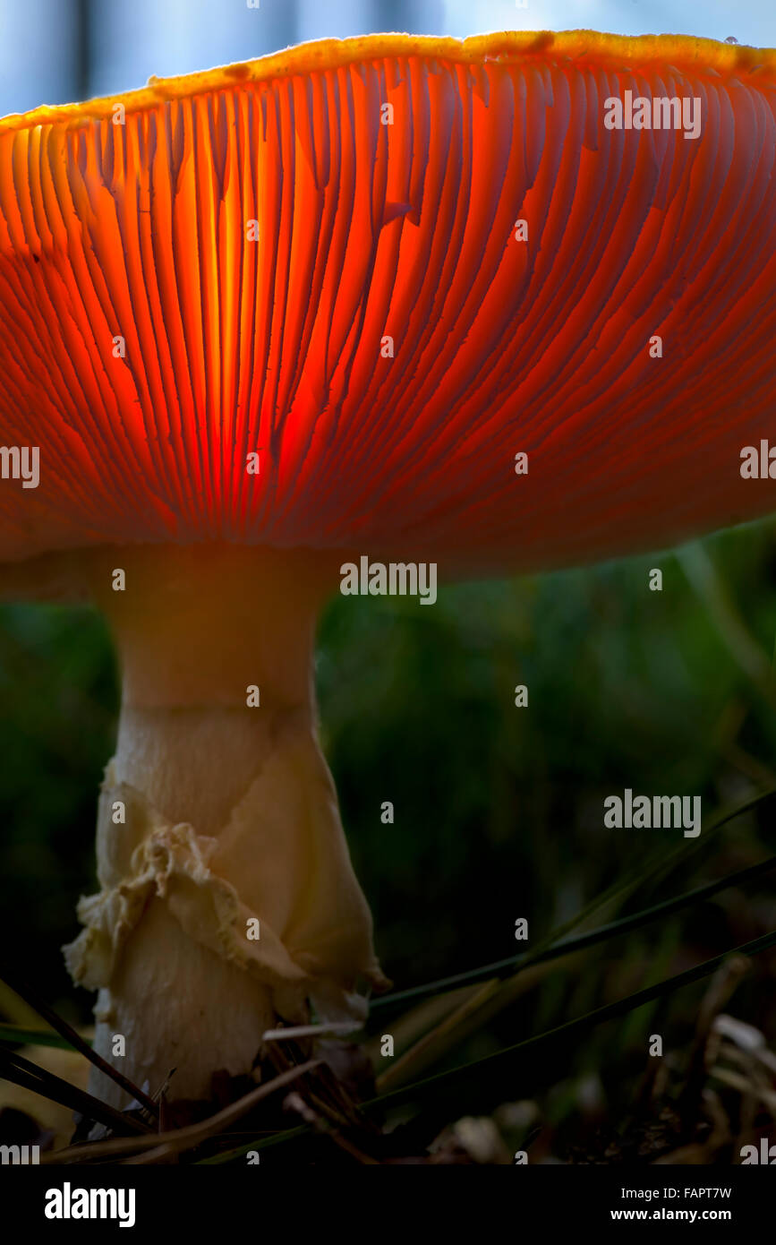 Lamellae hi-res stock photography and images - Alamy