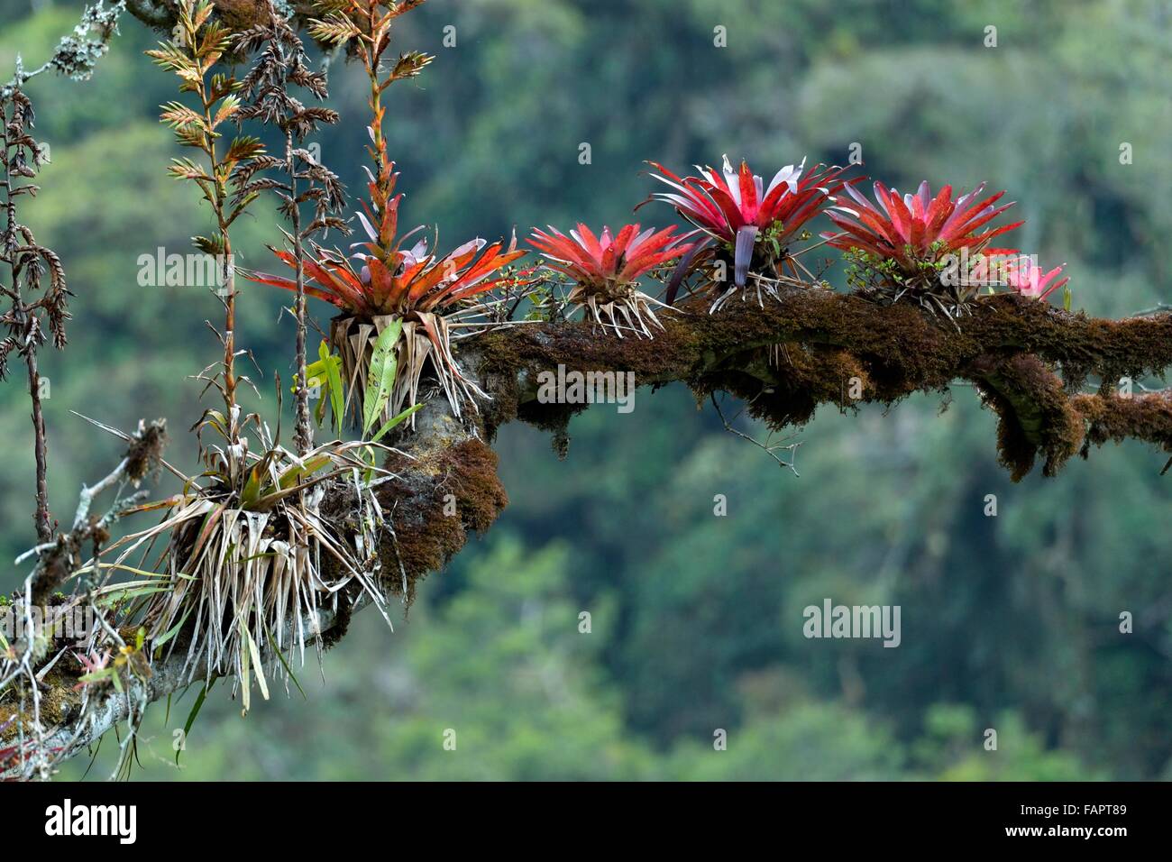 Epiphytes on tree hi-res stock photography and images - Alamy