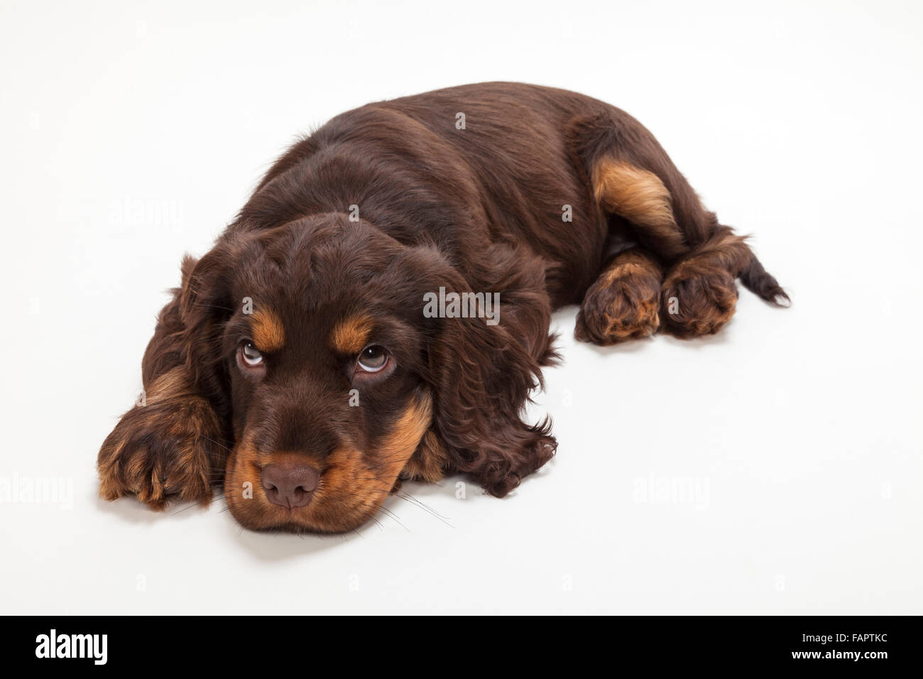 Cute cocker spaniel hi-res stock photography and images - Alamy