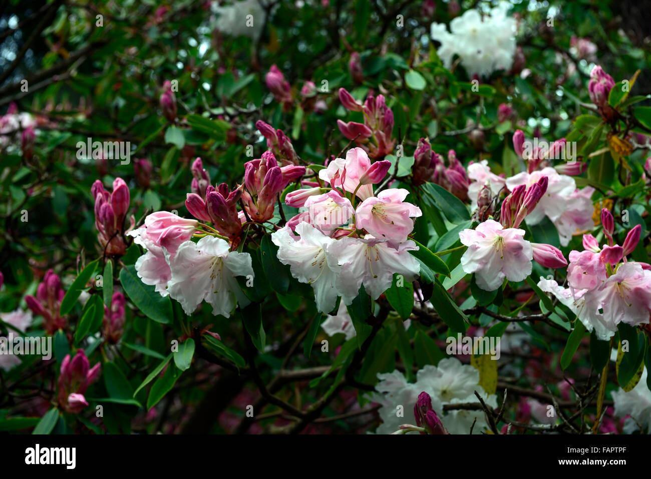 rhododendron loderi venus pink flowers flower flowering spring tree ...