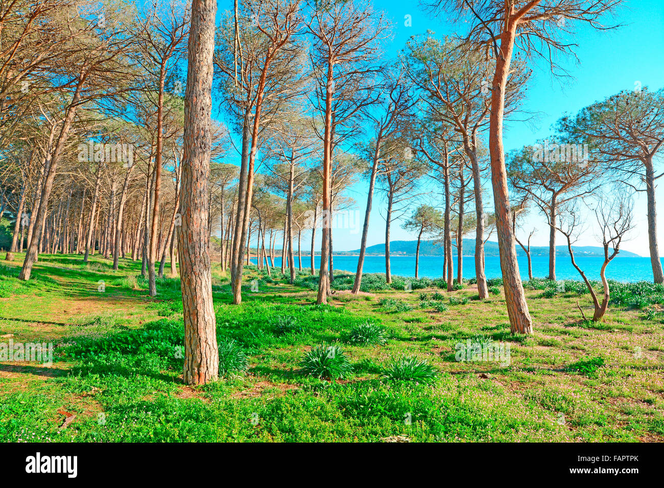 Mugoni pinewood on a clear sunny day Stock Photo - Alamy