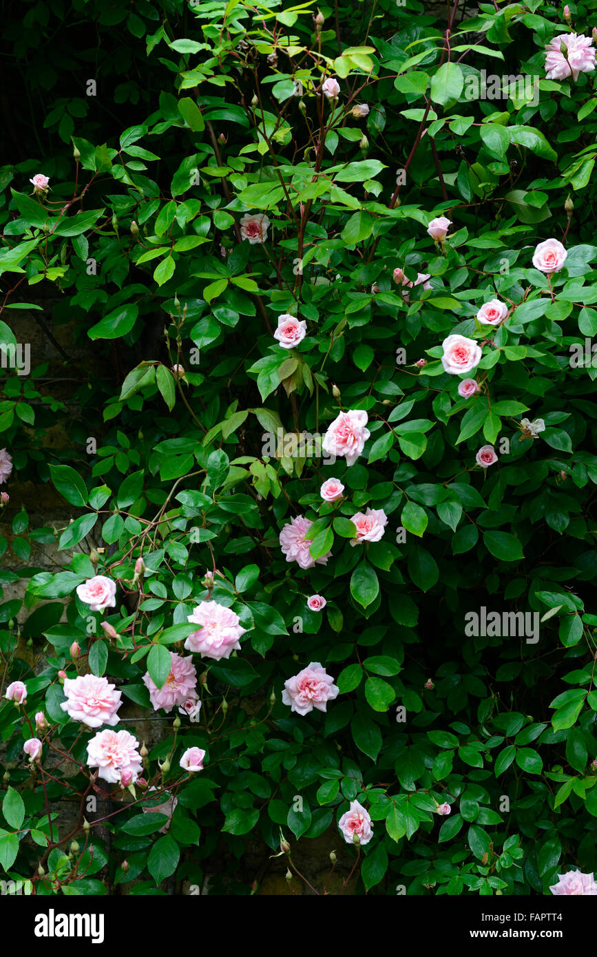 rosa cecile brunner climbing climber pink rose roses summer perennial old fashioned RM Floral ...