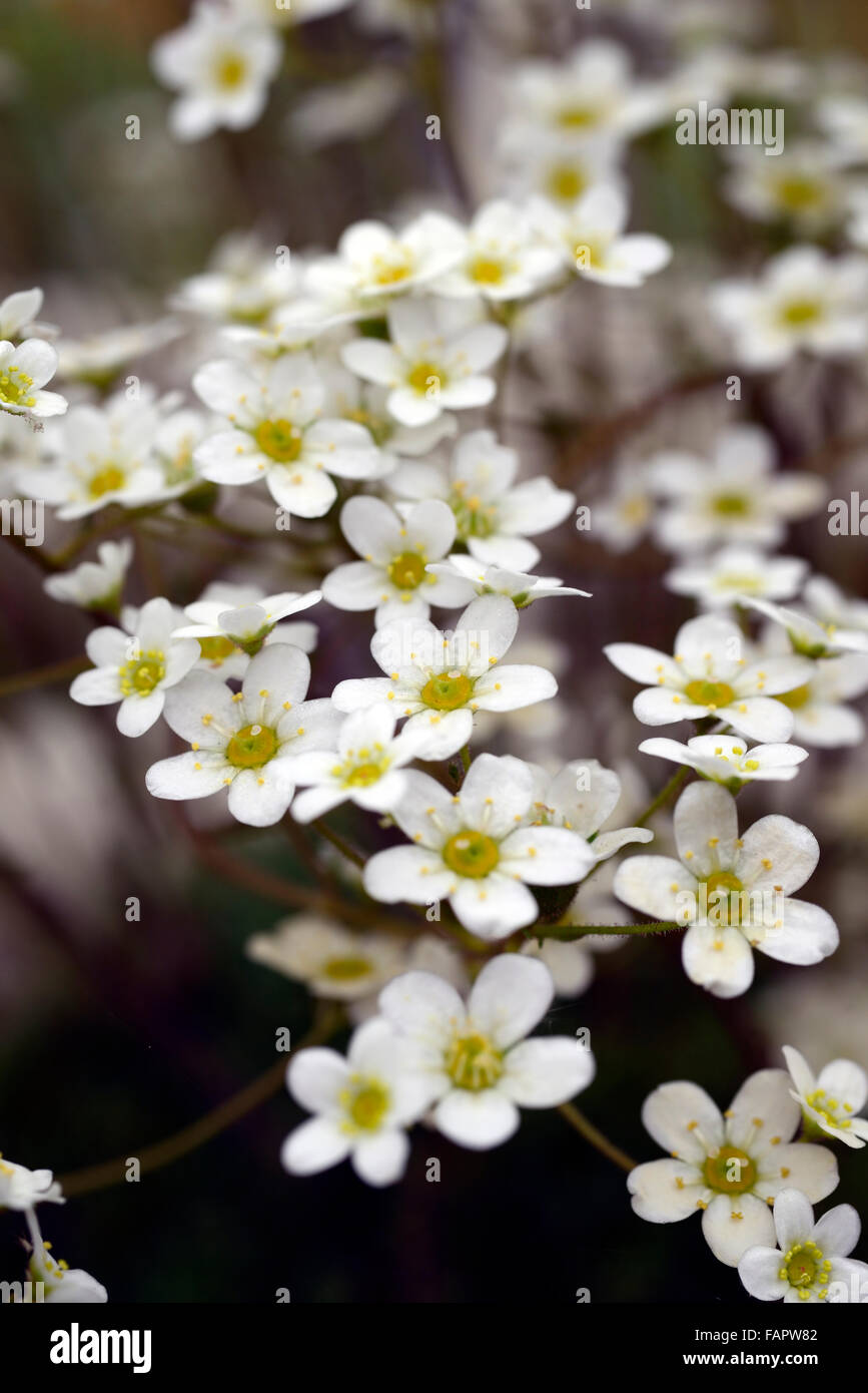 Saxifrage saxifraga paniculata hi-res stock photography and images - Alamy