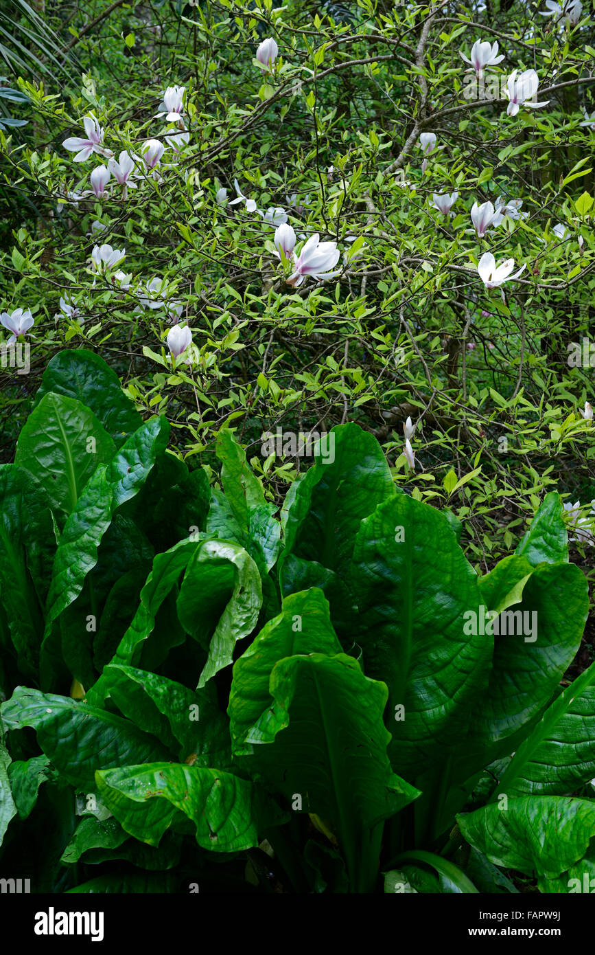 Lysichiton americanus yellow skunk cabbage foliage leaves magnolia ...