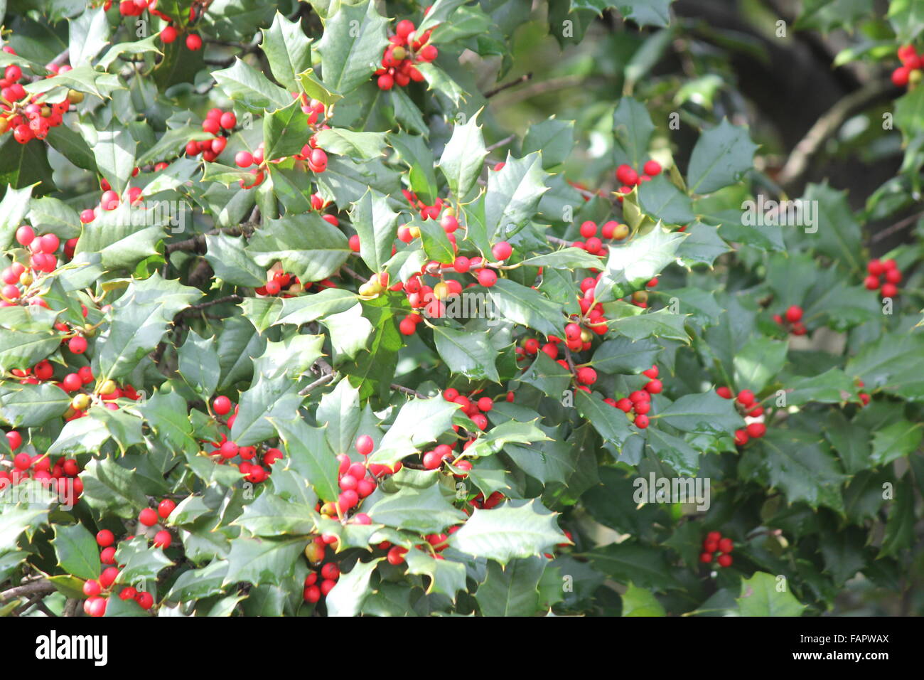 The American holly, (Ilex opaca) is a species of holly, native to the ...