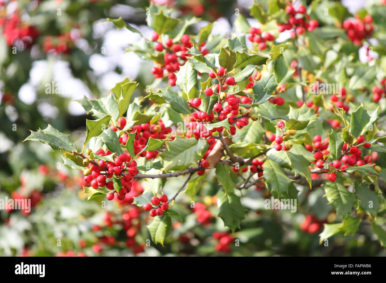 The American holly, (Ilex opaca) is a species of holly, native to the ...