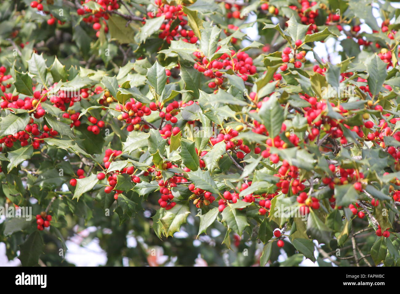 The American holly, (Ilex opaca) is a species of holly, native to the ...