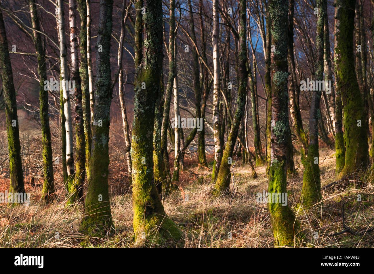 A stand of moss and Lichen covered Silver Birch Trees, Betula pendula ...