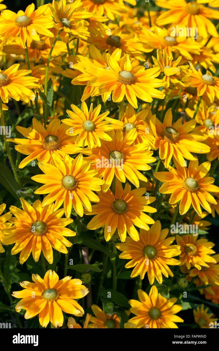 Bright yellow flowers in an english country garden Stock Photo - Alamy