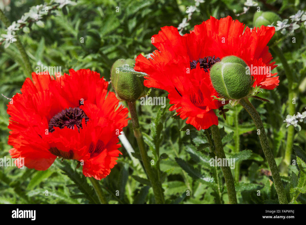 Papaver orientale (Oriental poppy) is a perennial flowering plant Stock ...