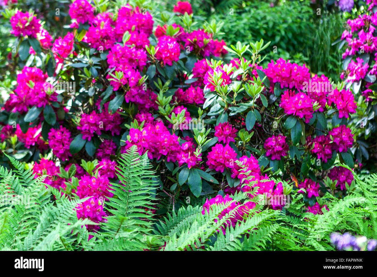 A purple rhododendron in blooming, shrub border garden Stock Photo - Alamy