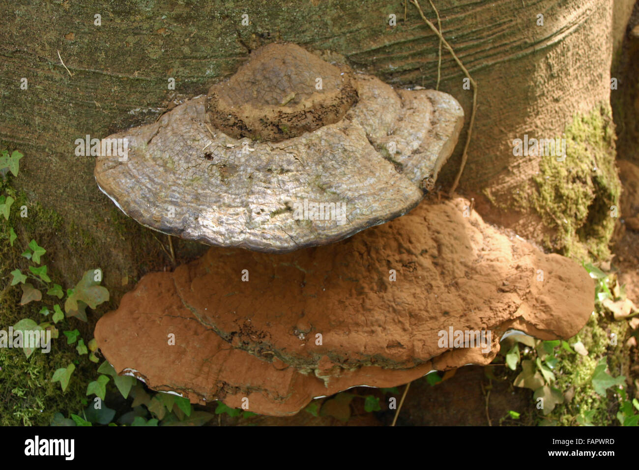 Bracket fungi on tree Stock Photo - Alamy