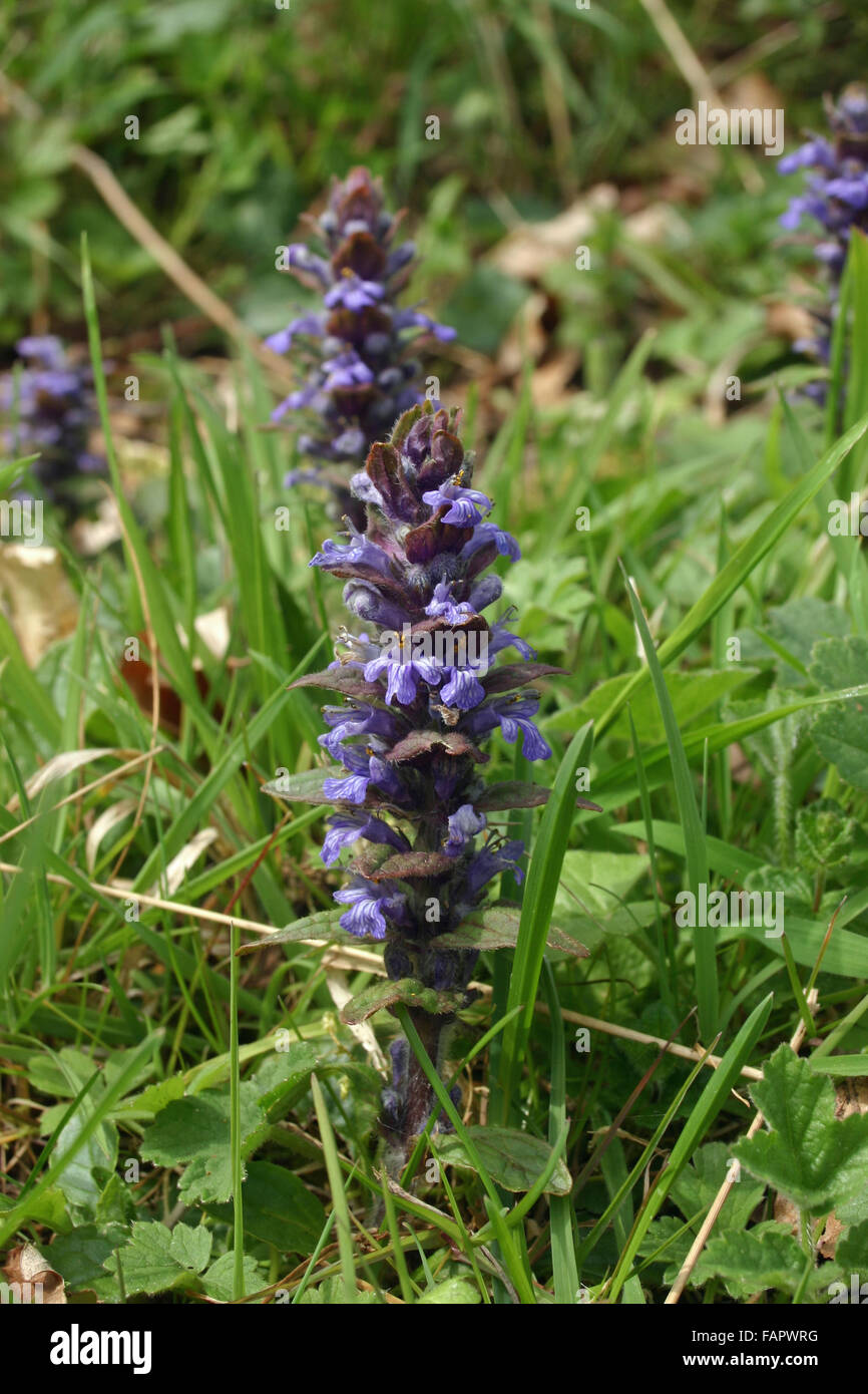Bugle flower hi-res stock photography and images - Alamy