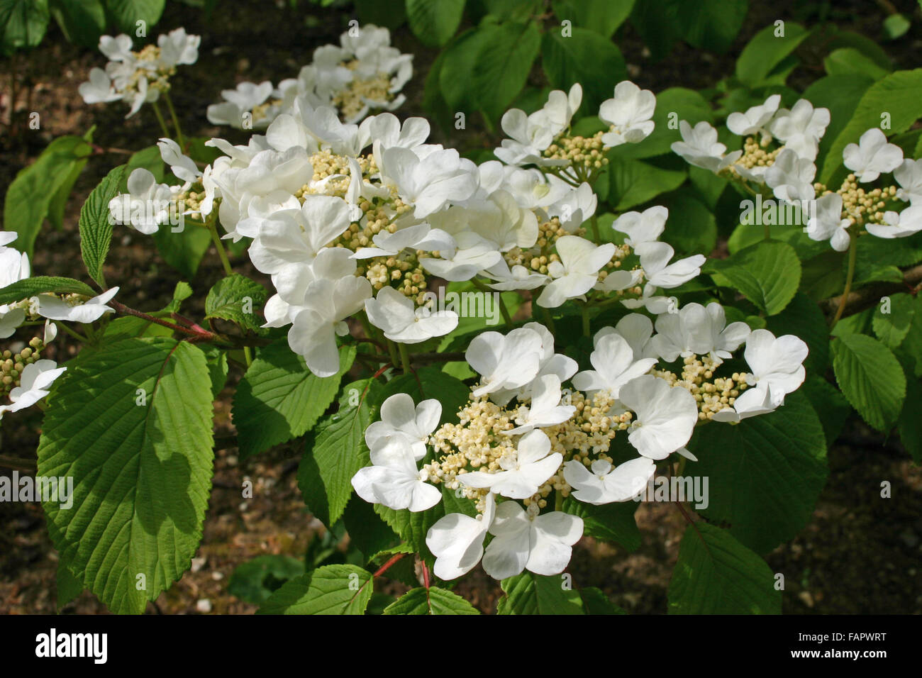 White flowering shrub Stock Photo - Alamy