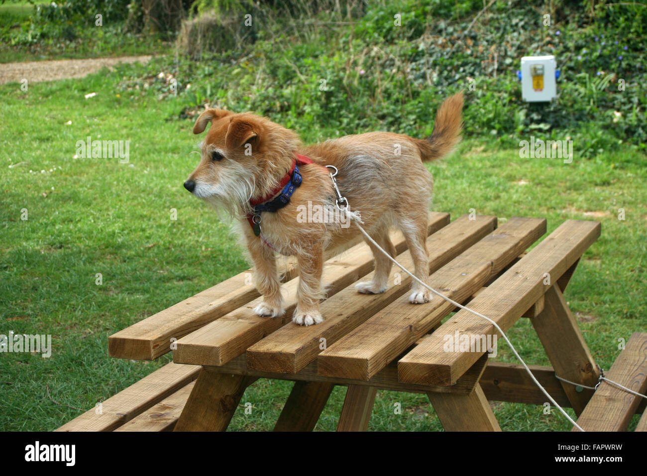 Dog on picnic table Stock Photo - Alamy