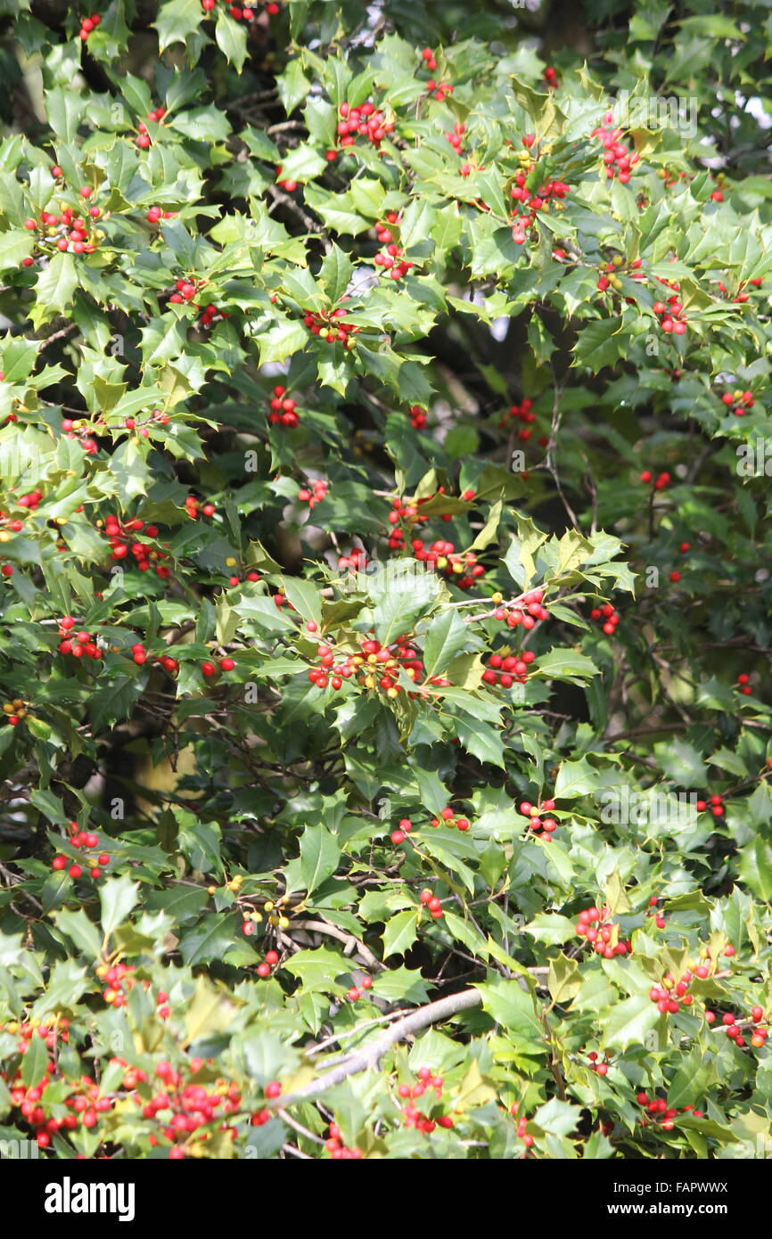 The American holly, (Ilex opaca) is a species of holly, native to the ...