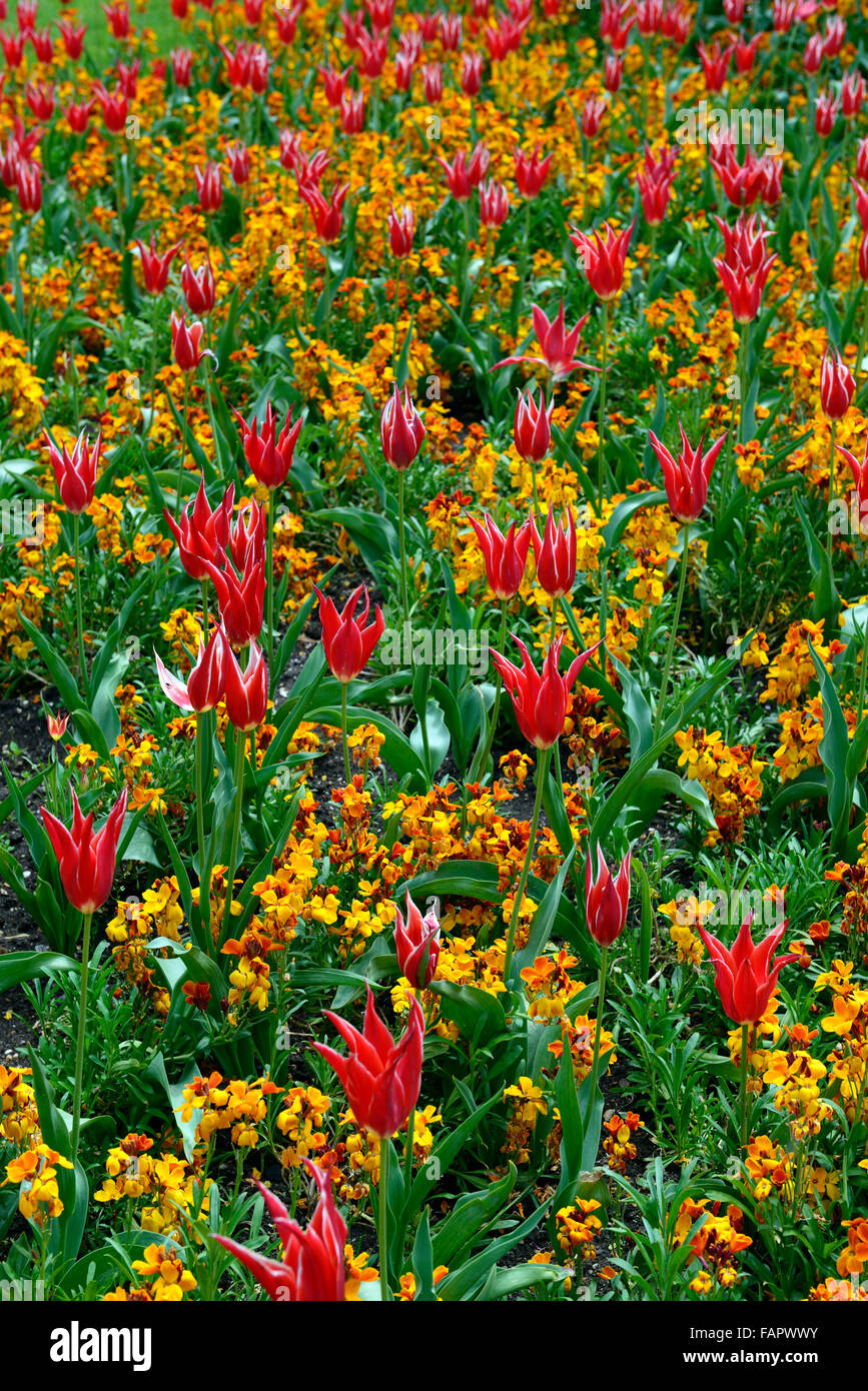 tulipa pinocchio erysimum cheiri orange bedder red tulips wallflowers ...