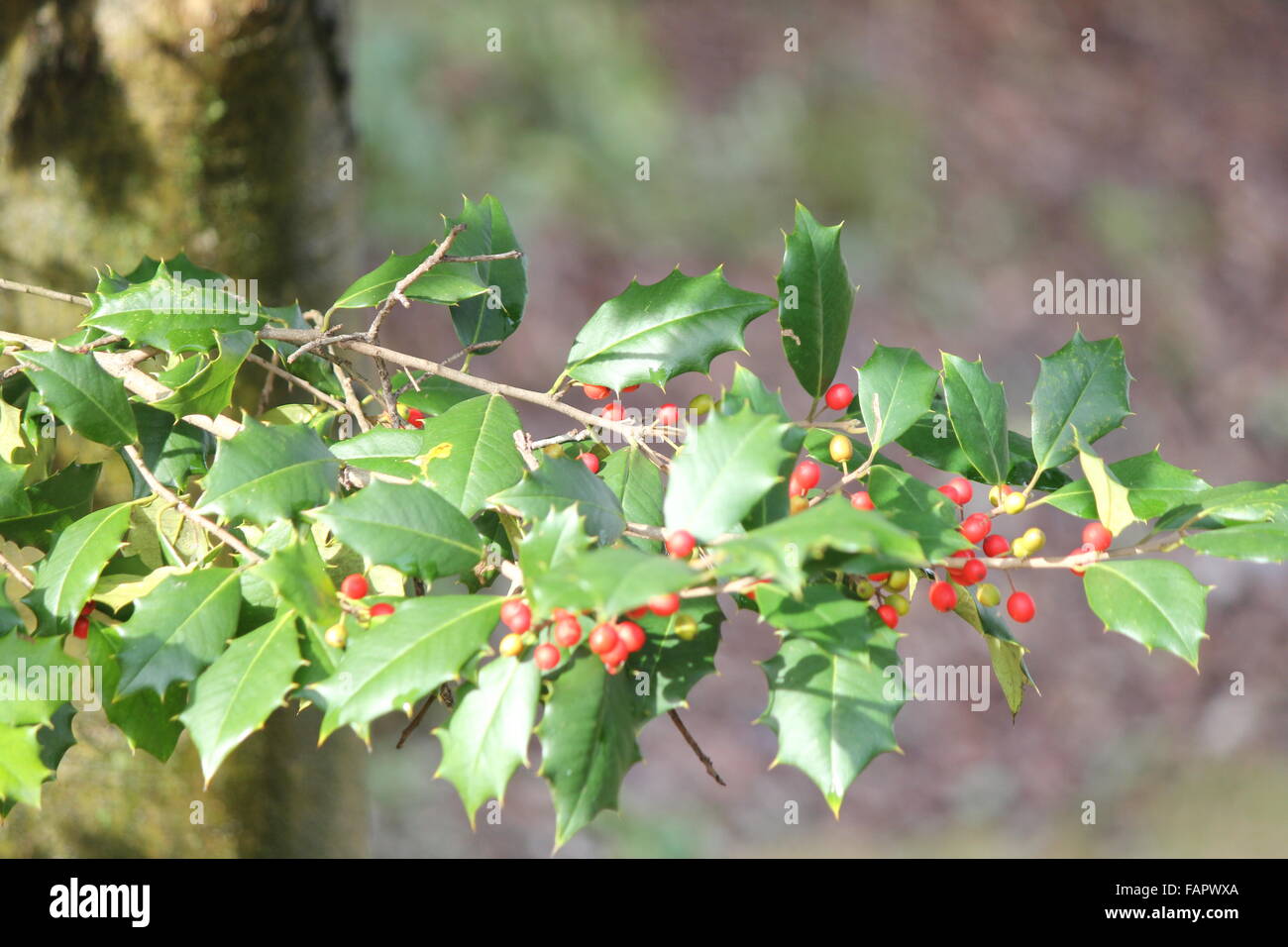 The American holly, (Ilex opaca) is a species of holly, native to the ...