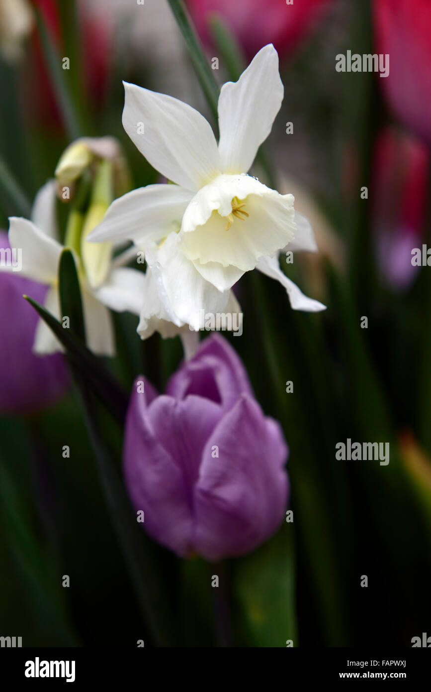 Tulipa candy prince hi-res stock photography and images - Alamy