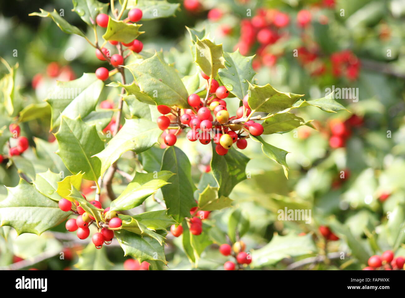 The American holly, (Ilex opaca) is a species of holly, native to the ...