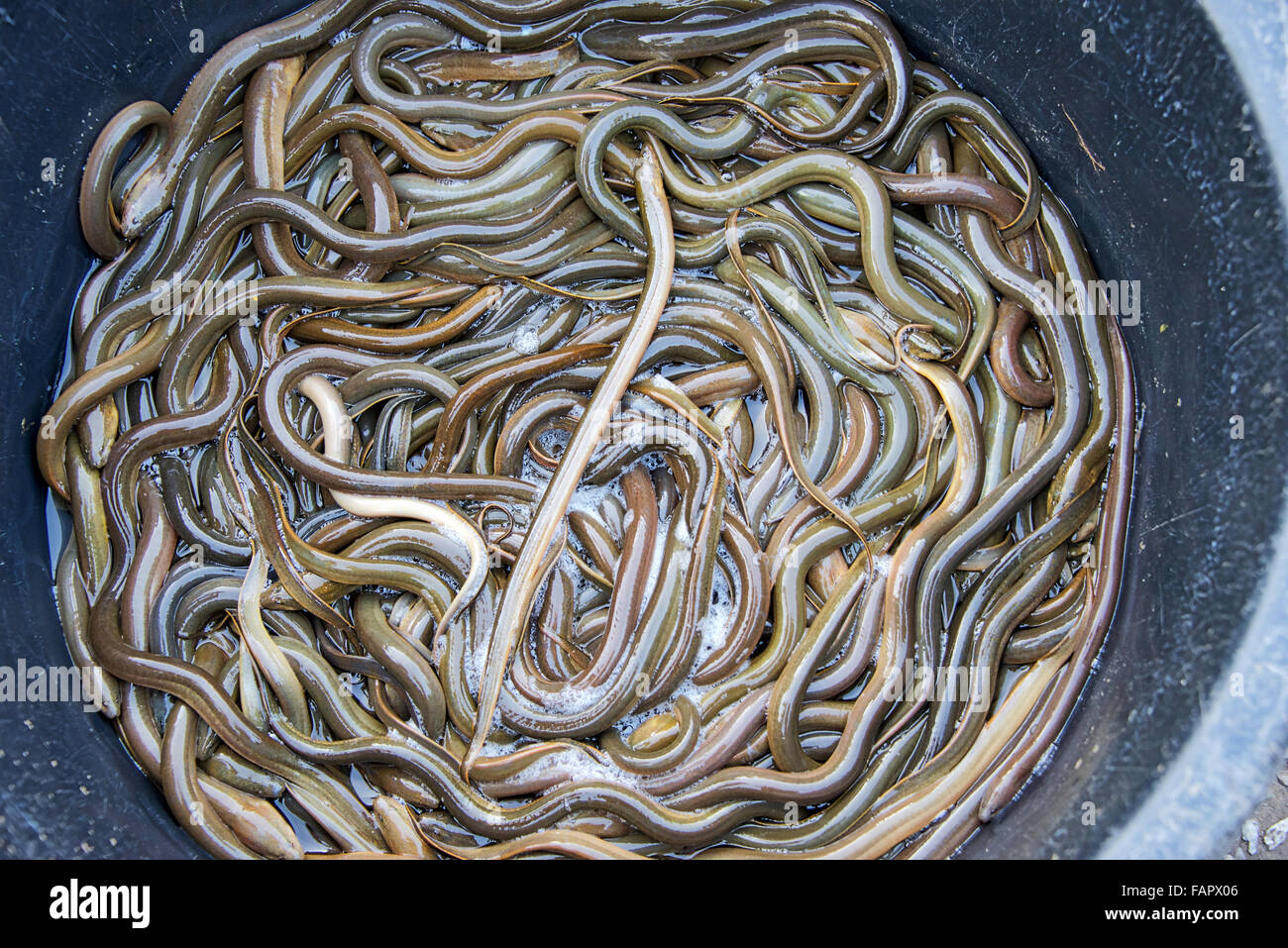 Bucket of eels hi-res stock photography and images - Alamy
