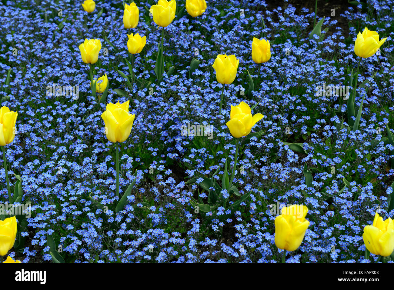tulipa yellow purissima omphalodes verna yellow blue flower flowers ...