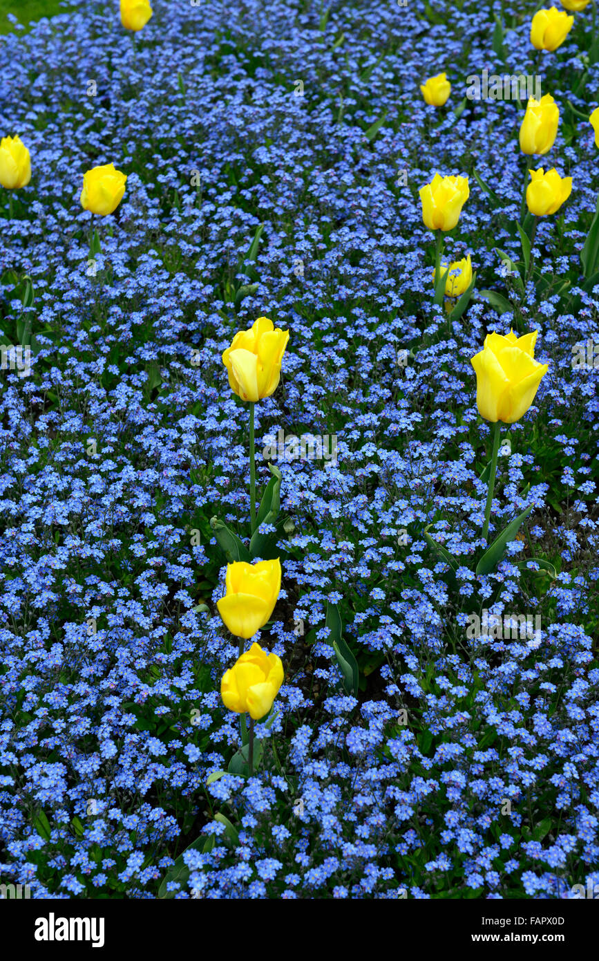 tulipa yellow purissima omphalodes verna yellow blue flower flowers ...