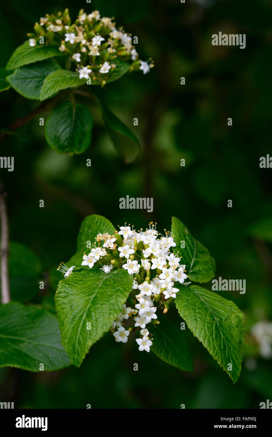 viburnum lentago var rugosum nannyberry sheepberry sweet viburnum white ...