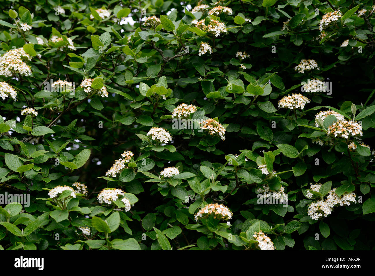 viburnum lentago var rugosum nannyberry sheepberry sweet viburnum white ...