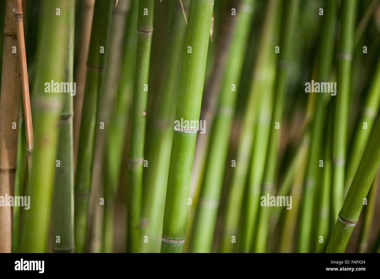 Green bamboo background. Tropical climate Stock Photo - Alamy