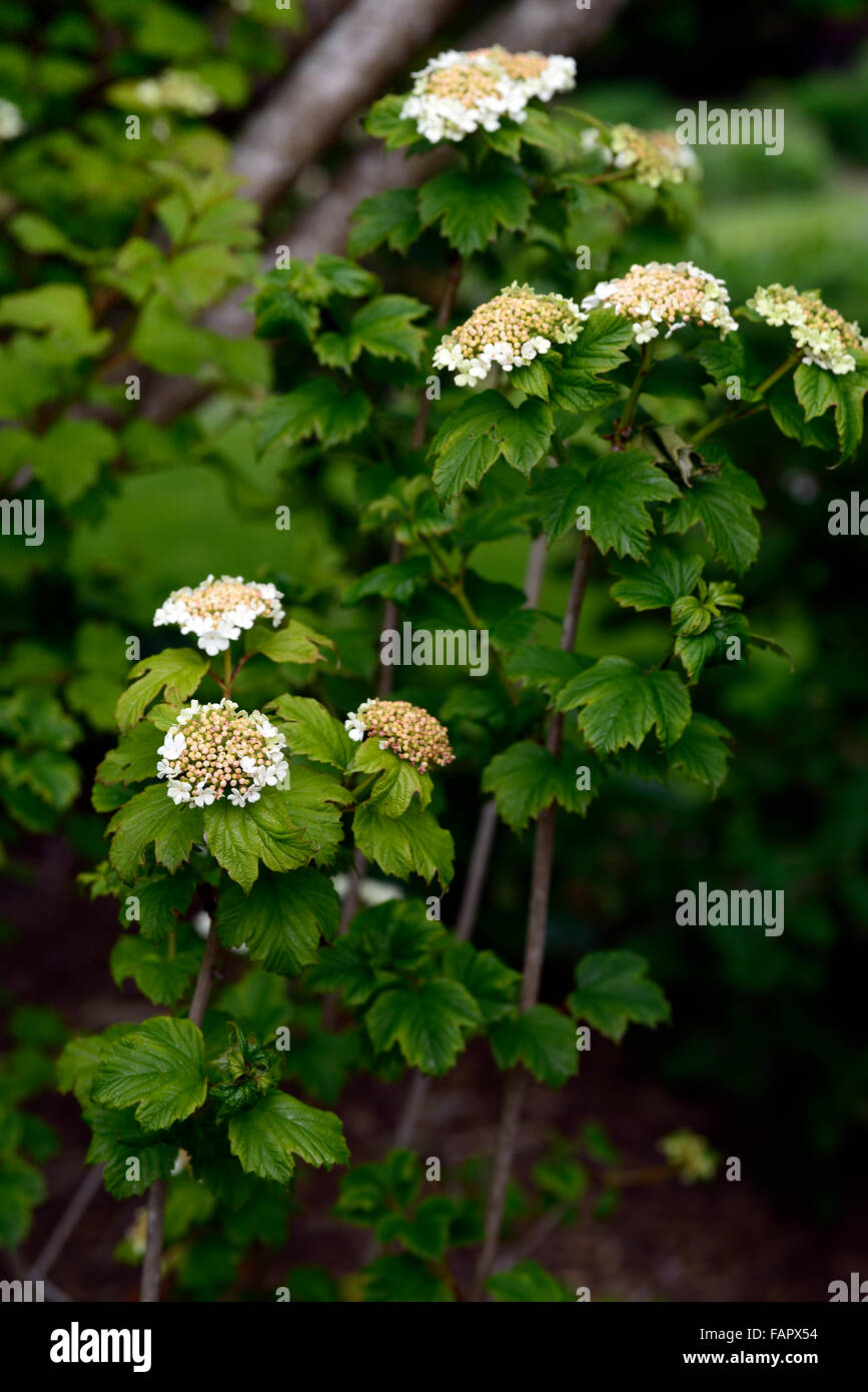 Viburnum trilobum hi-res stock photography and images - Alamy