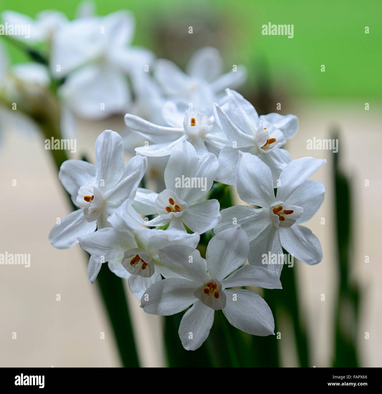 narcissus ziva paperwhites plants white flowers flowering blooms bulbs ...