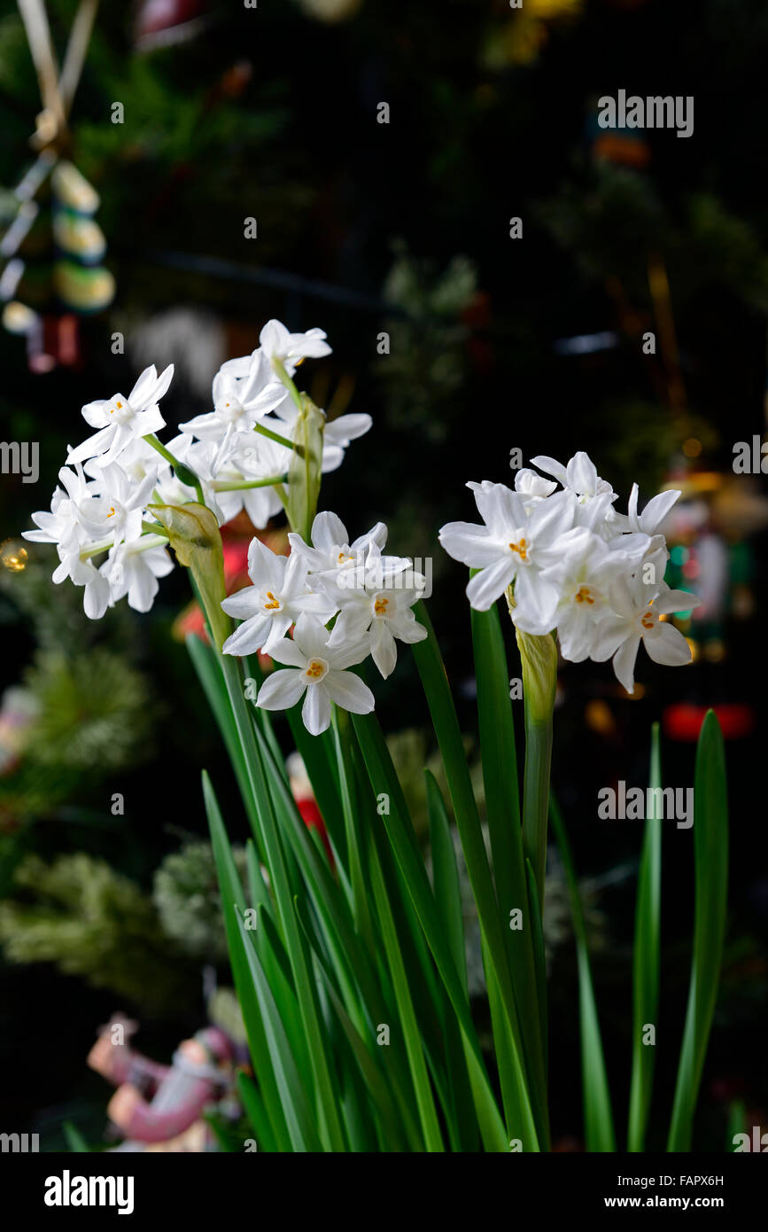 narcissus ziva paperwhites plants white flowers flowering blooms bulbs ...