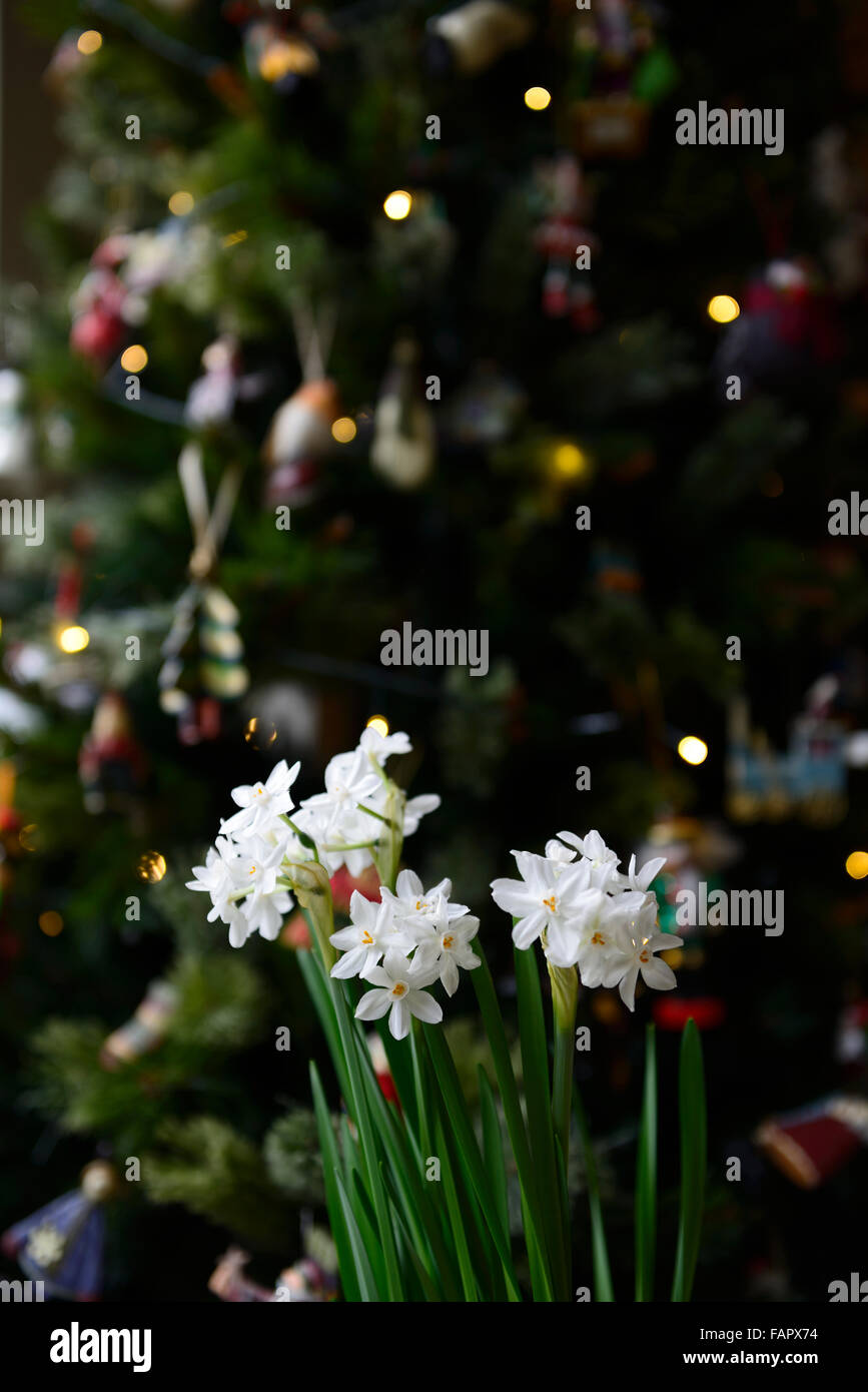narcissus ziva paperwhites plants white flowers flowering blooms bulbs ...