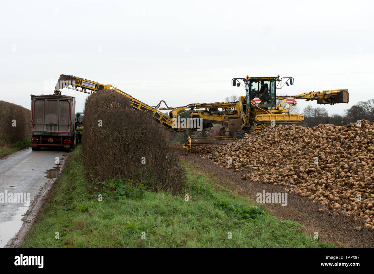 Ropa self-propelled sugar beet loader Shottisham Suffolk UK Stock Photo ...