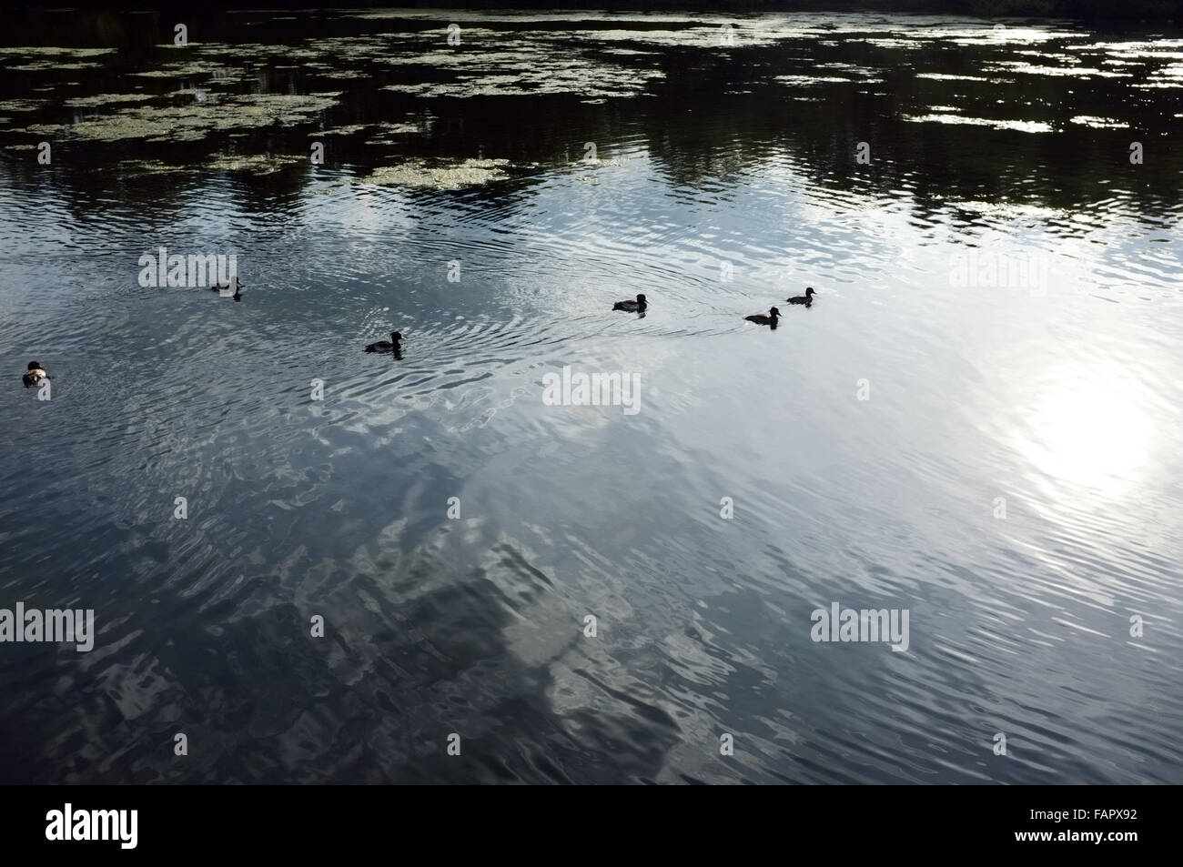 Ducks on Hollow Pond, Epping Forest Stock Photo - Alamy