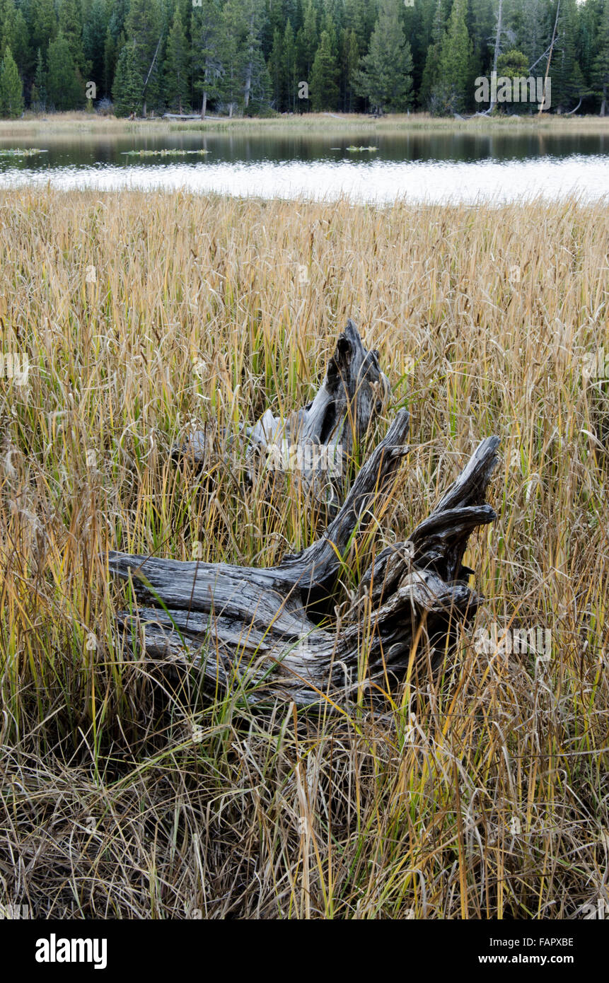 Aged log hi-res stock photography and images - Alamy
