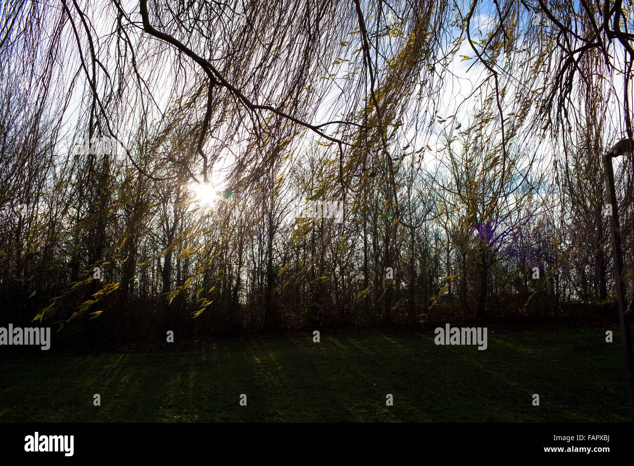 Winter sunlight through trees Stock Photo - Alamy
