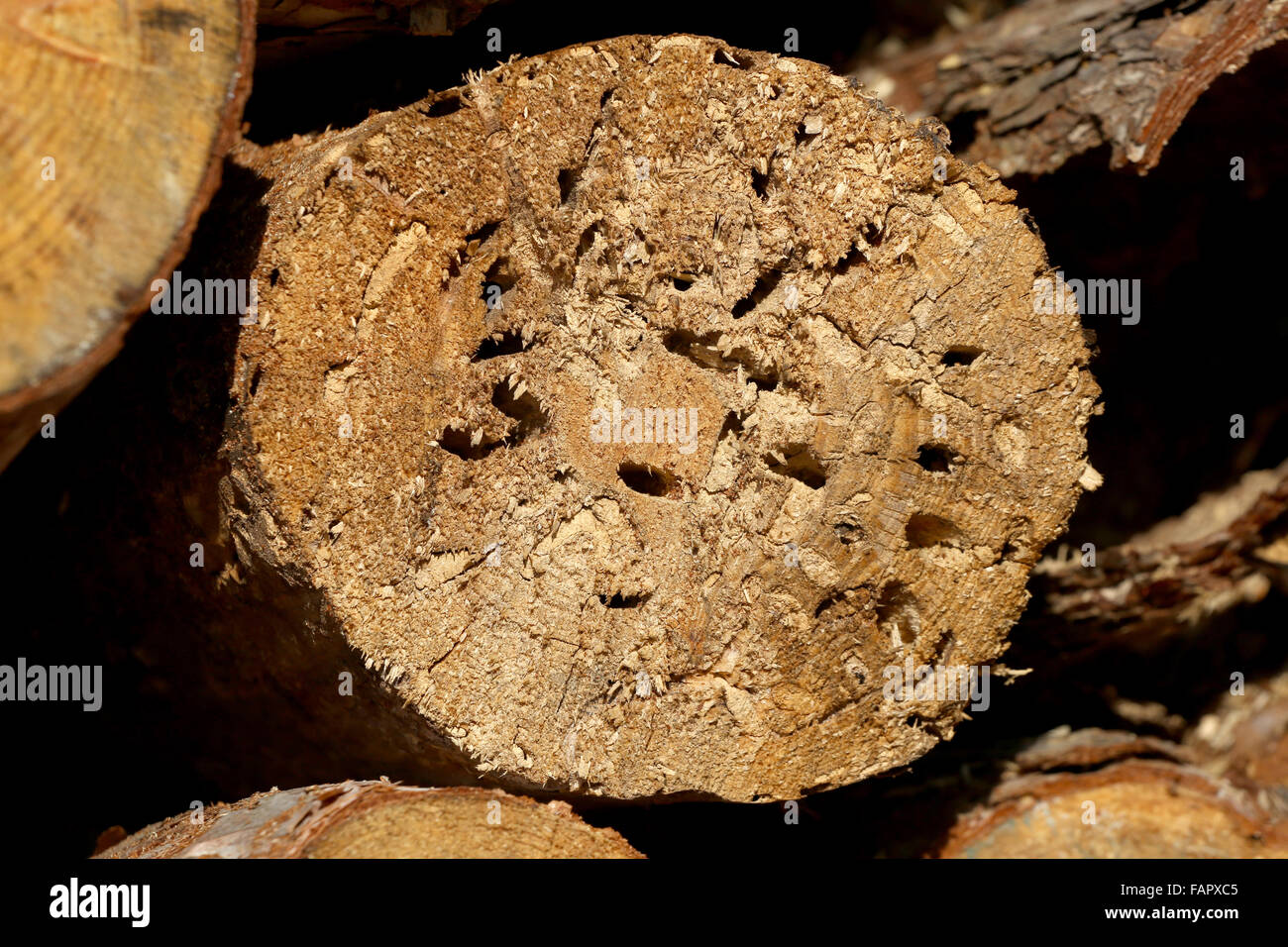Close up of an old wood attacked by woodworm Stock Photo - Alamy
