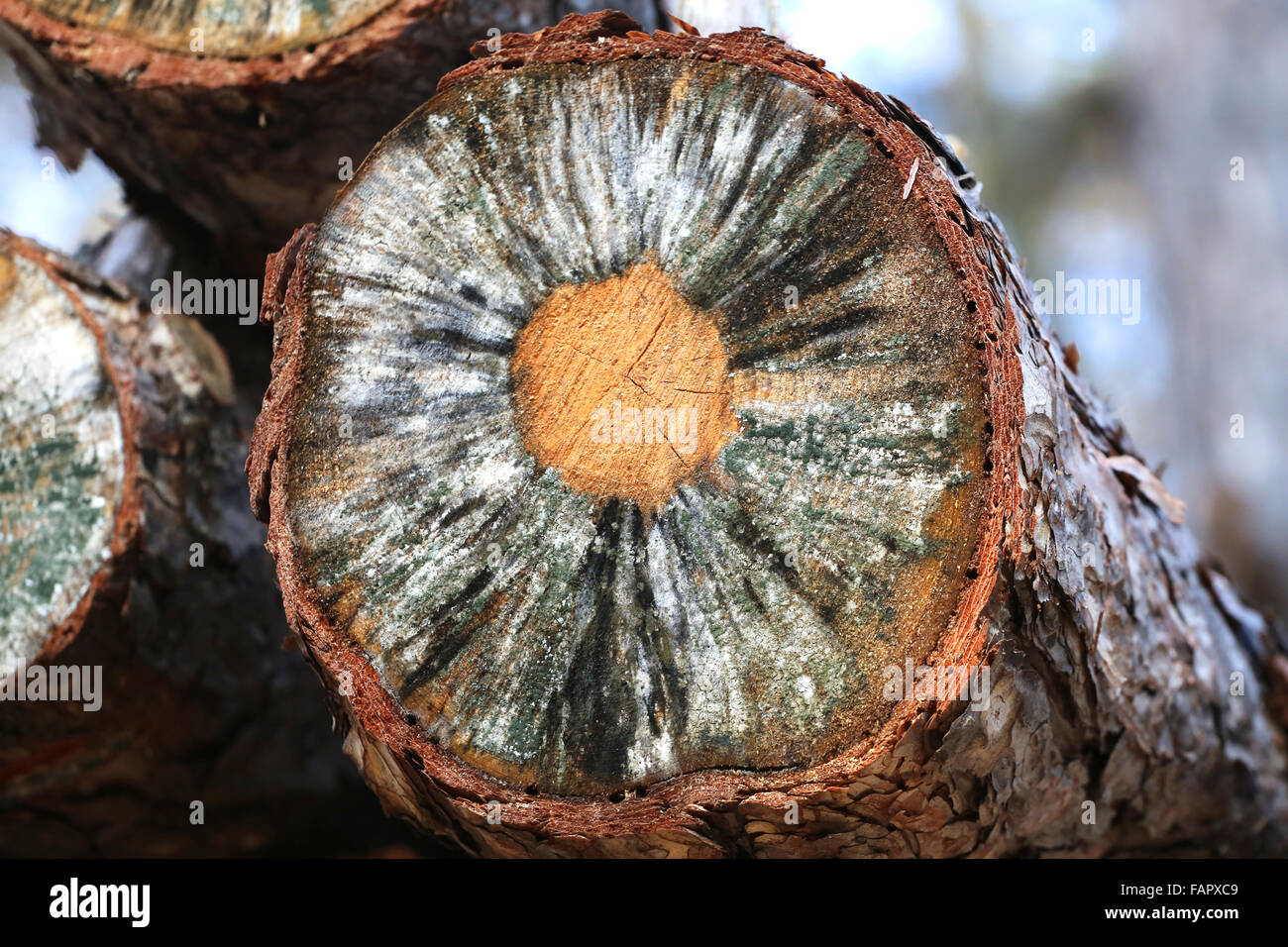 Resin and mold on the cutted pine tree Stock Photo - Alamy